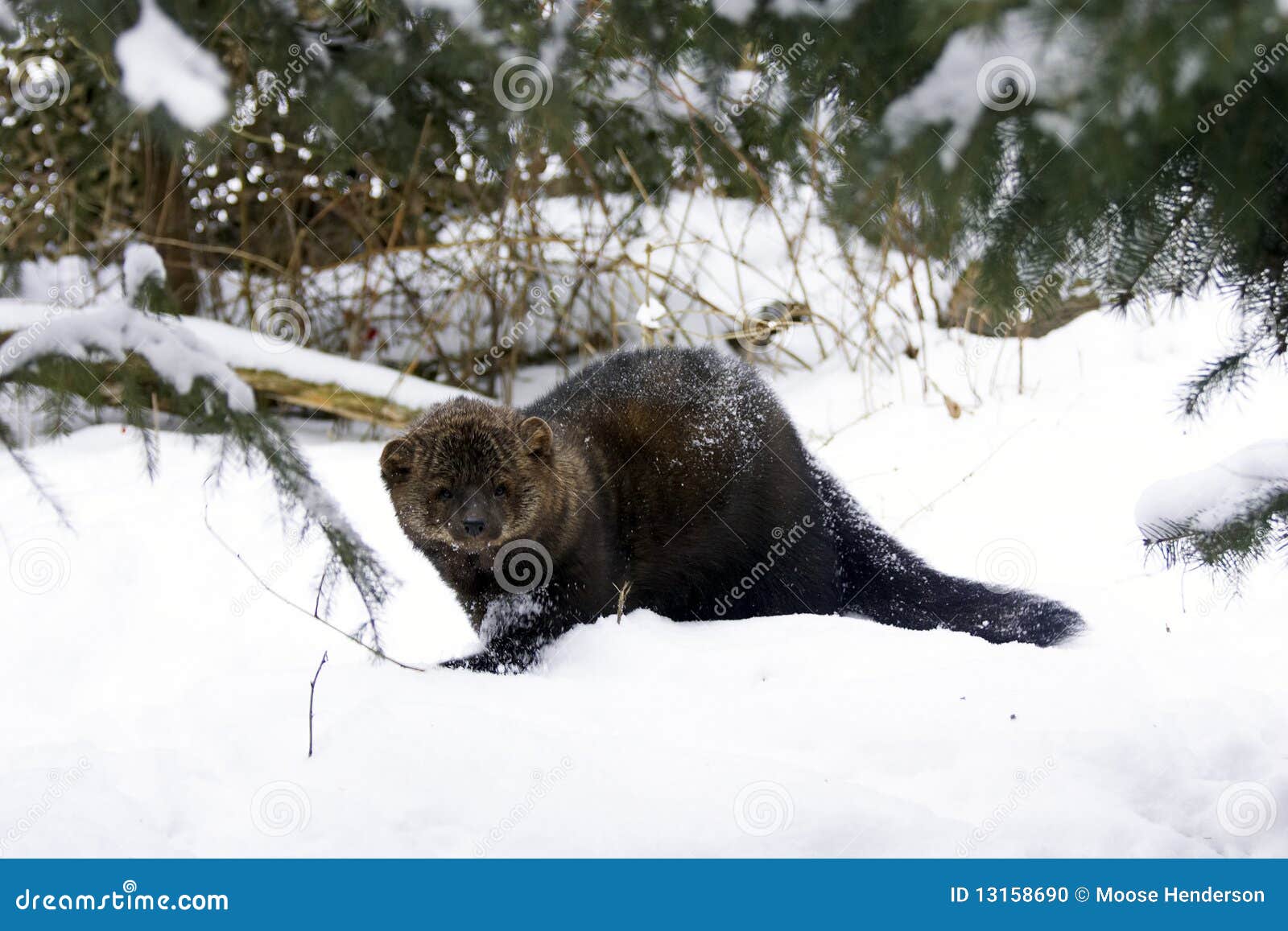 Fisher Portrait in snow stock photo. Image of snow, creatures - 13158690