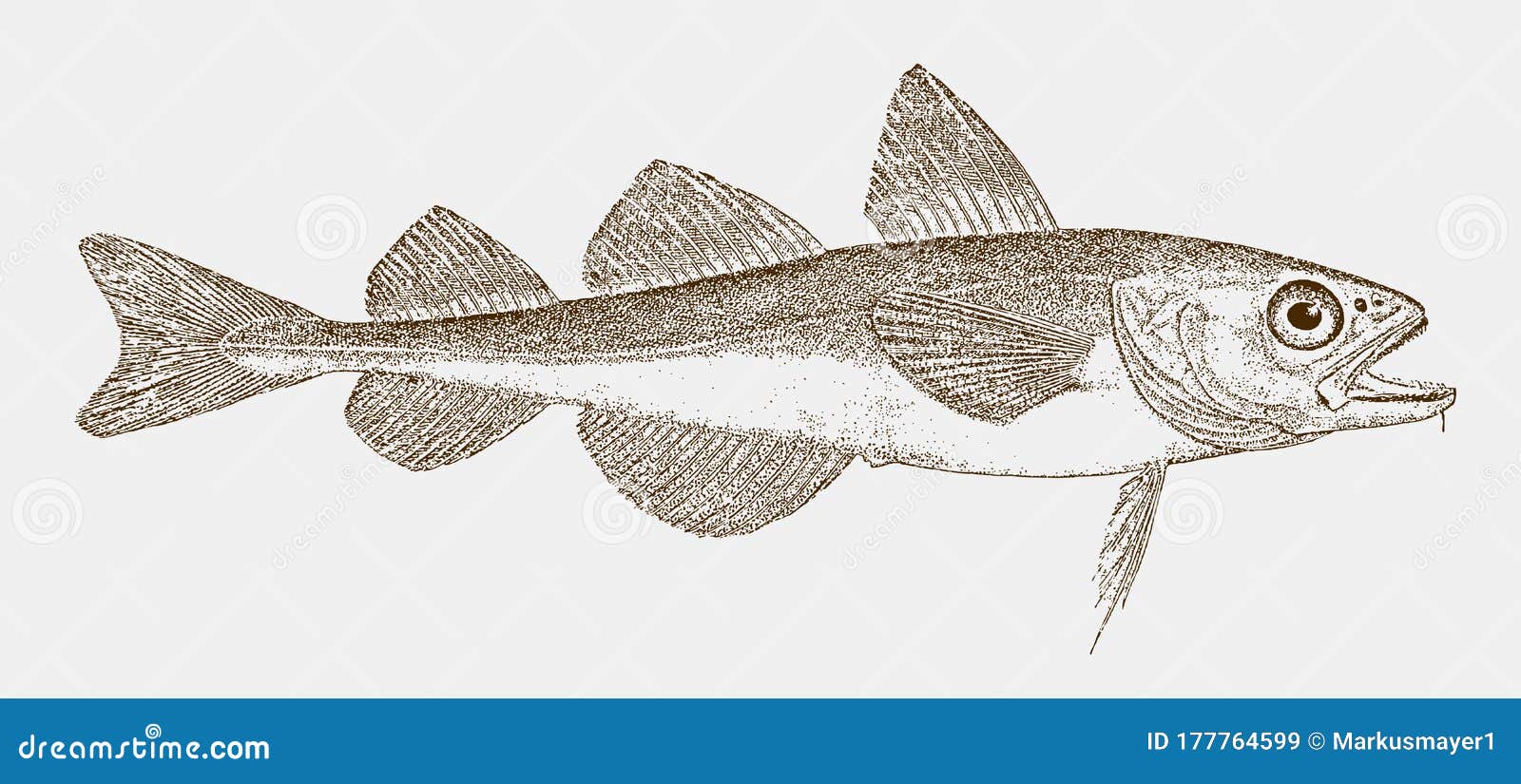 Polar Cod, a Marine Food Fish from the Arctic Waters in Side View Stock ...