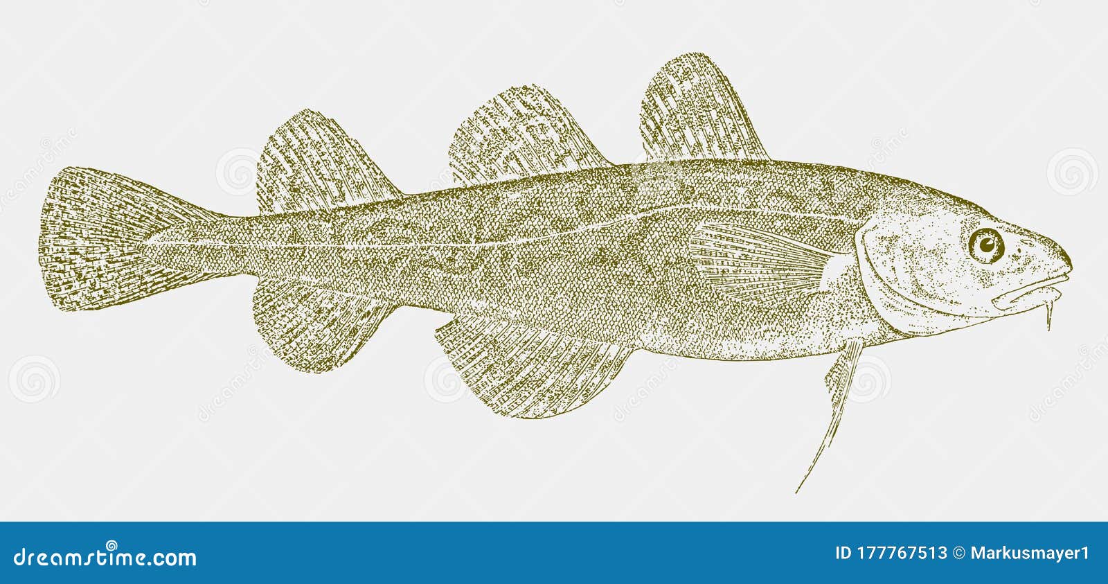 Frostfish, a Cod from the Western Atlantic in Side View Stock Image ...