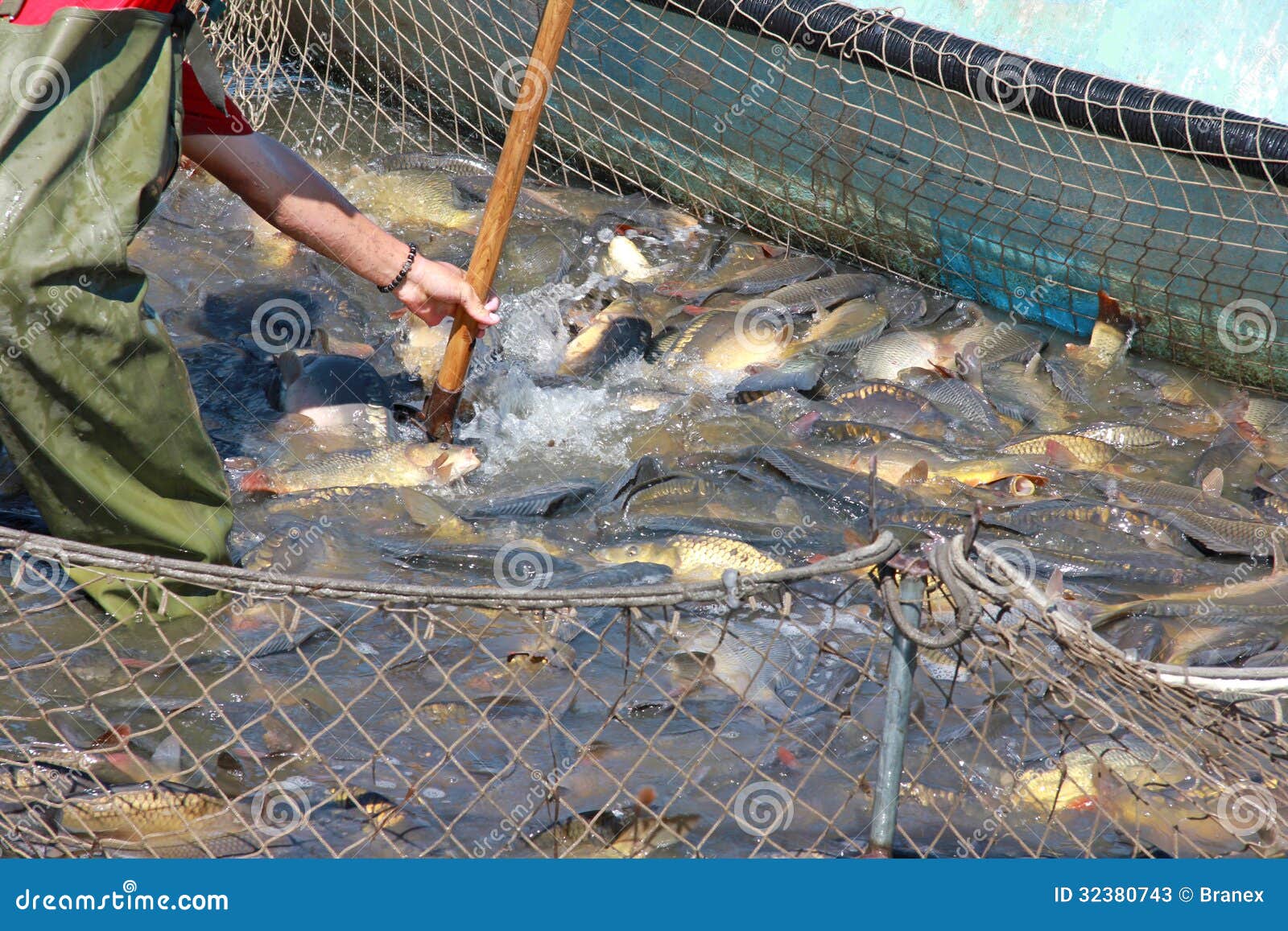 Fisherman catches a fish stock image. Image of business - 32380743