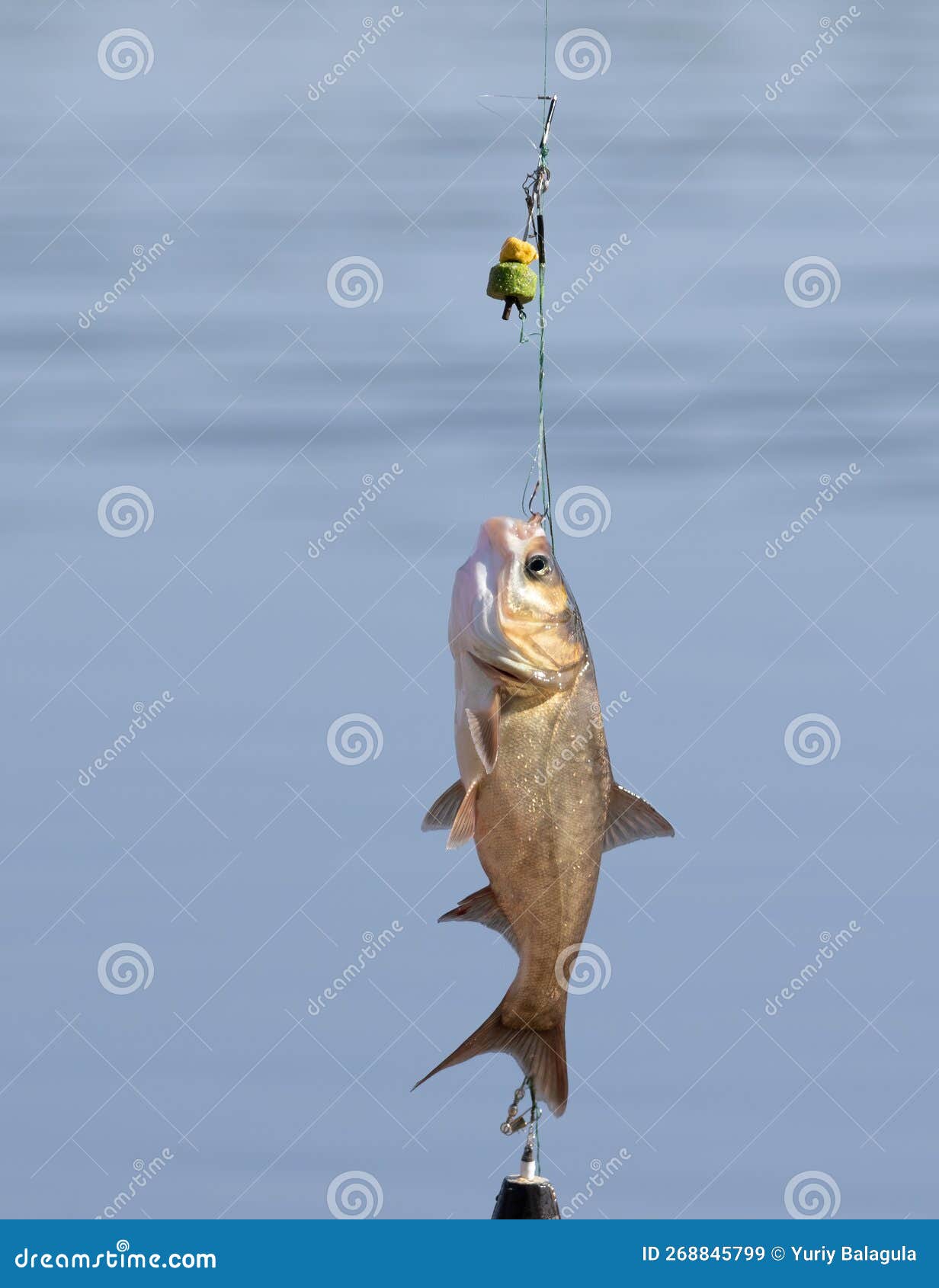 The Fisherman Caught the Fish, Pulled it Out of the Water. the Fish is ...
