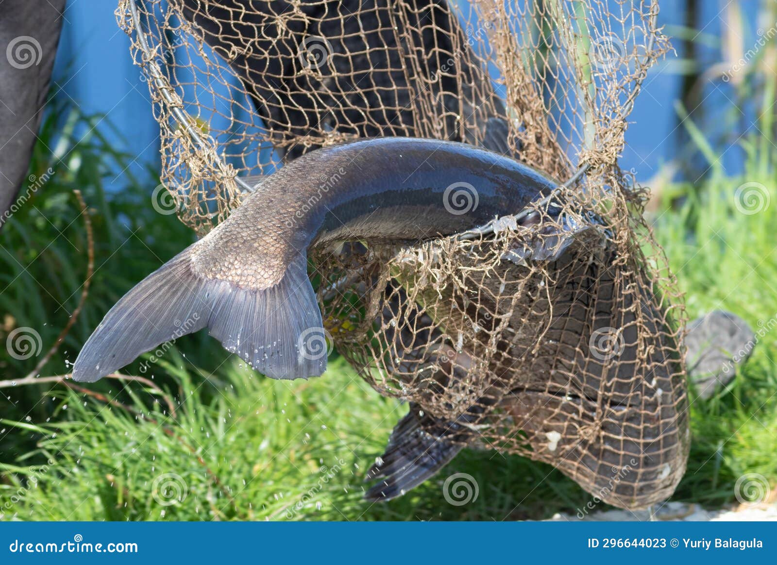 A Fisherman Caught a Fish and Pulled it To the River Bank Stock Image ...