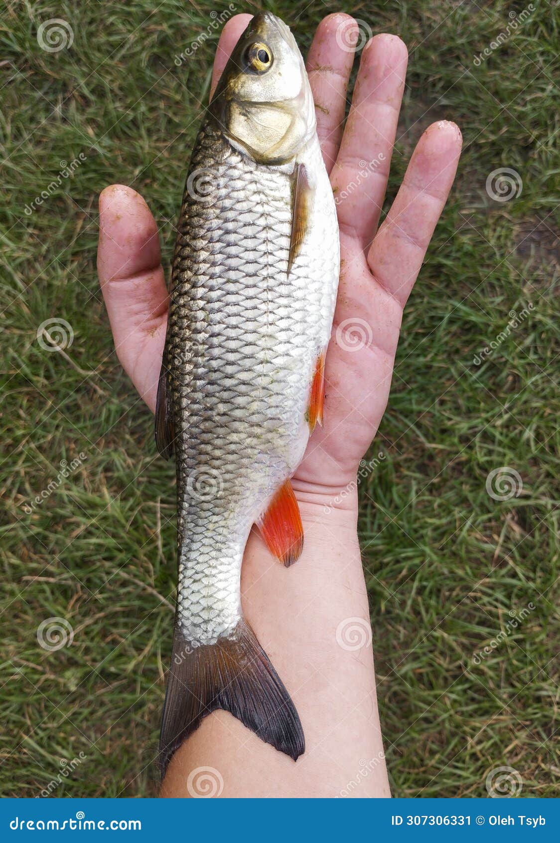 Fisherman Caught River Fish Holding in His Hand Stock Image - Image of ...