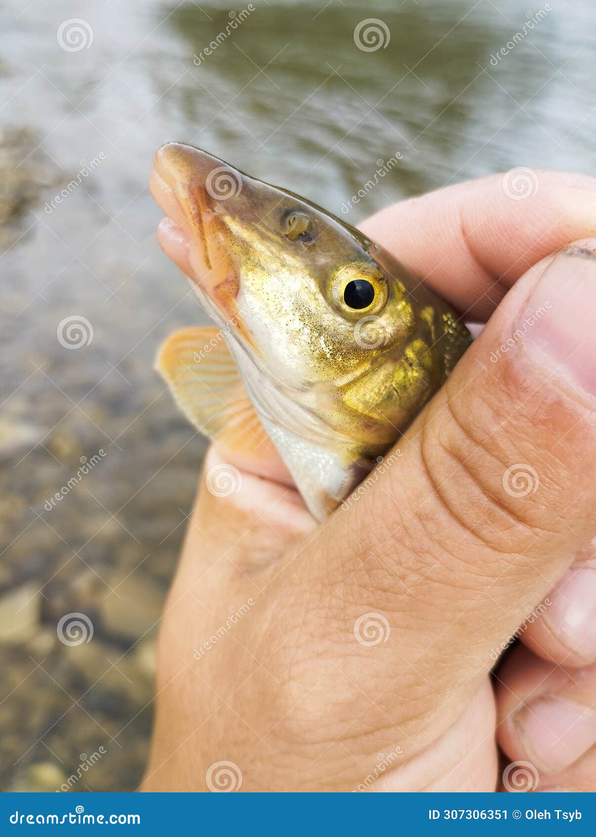 Fisherman Caught River Fish Holding in His Hand Stock Image - Image of ...