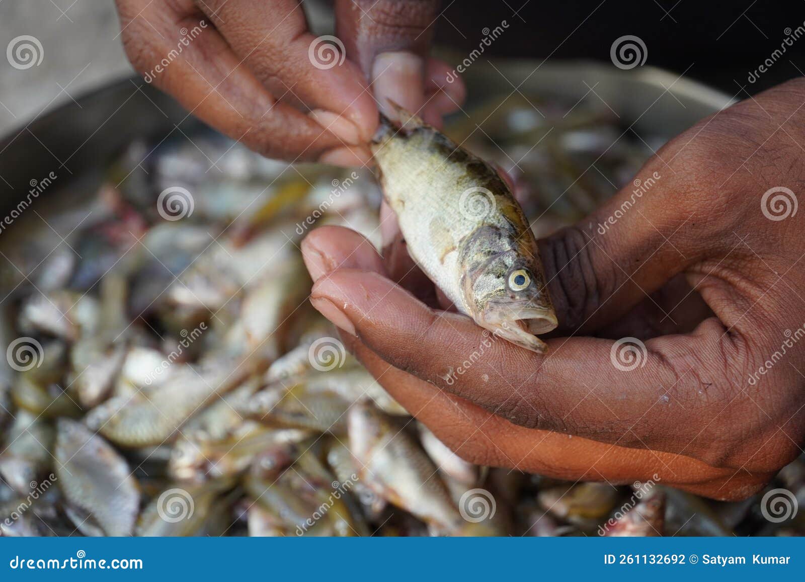 Fisherman Cleaning Fish by Hand Stock Photo - Image of herring, factory ...