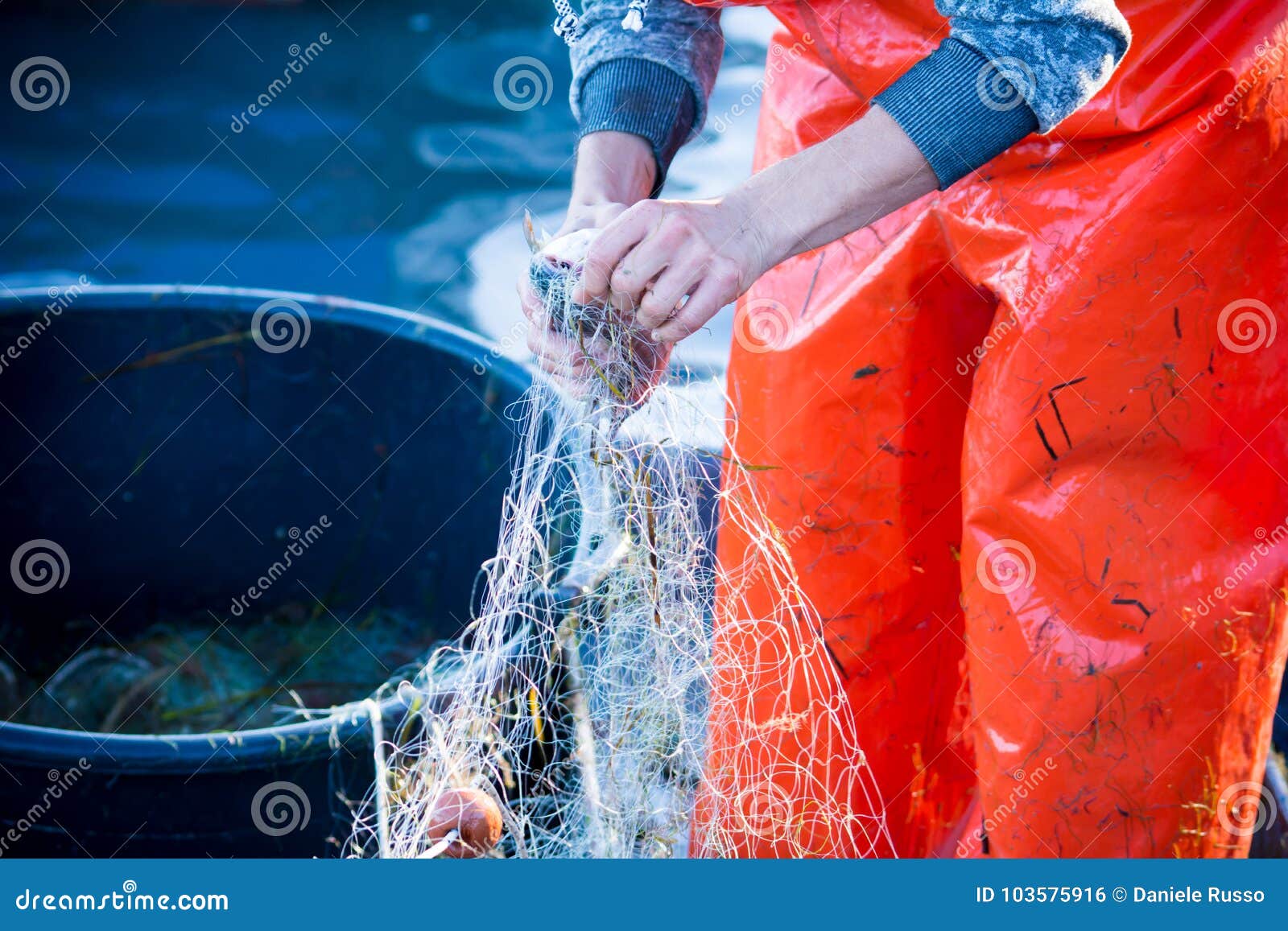Fisherman while Cleaning the Fishnet from the Fish Stock Photo - Image ...