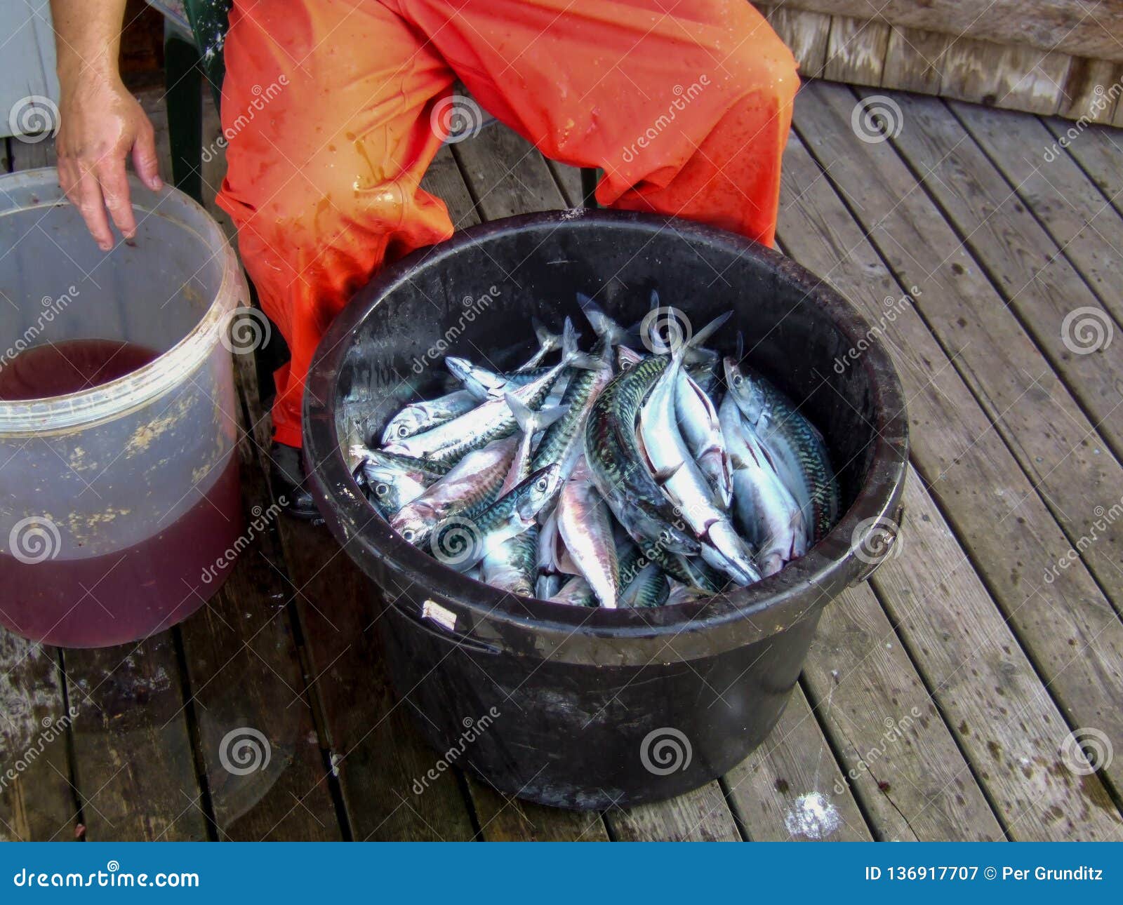 Fisherman Cleaning Fresh Mackerel Fish Stock Image - Image of ocean ...