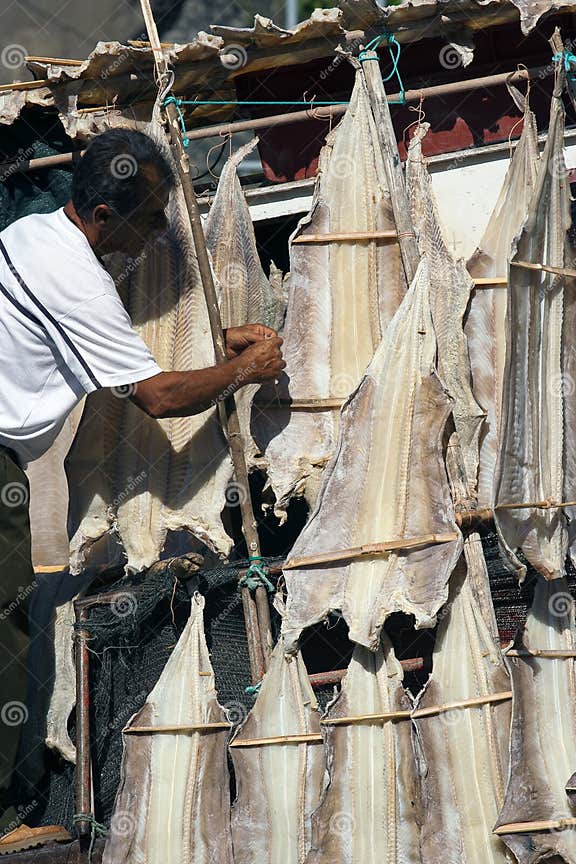 Fisherman and Drying Stockfish, Madeira Editorial Stock Photo - Image ...