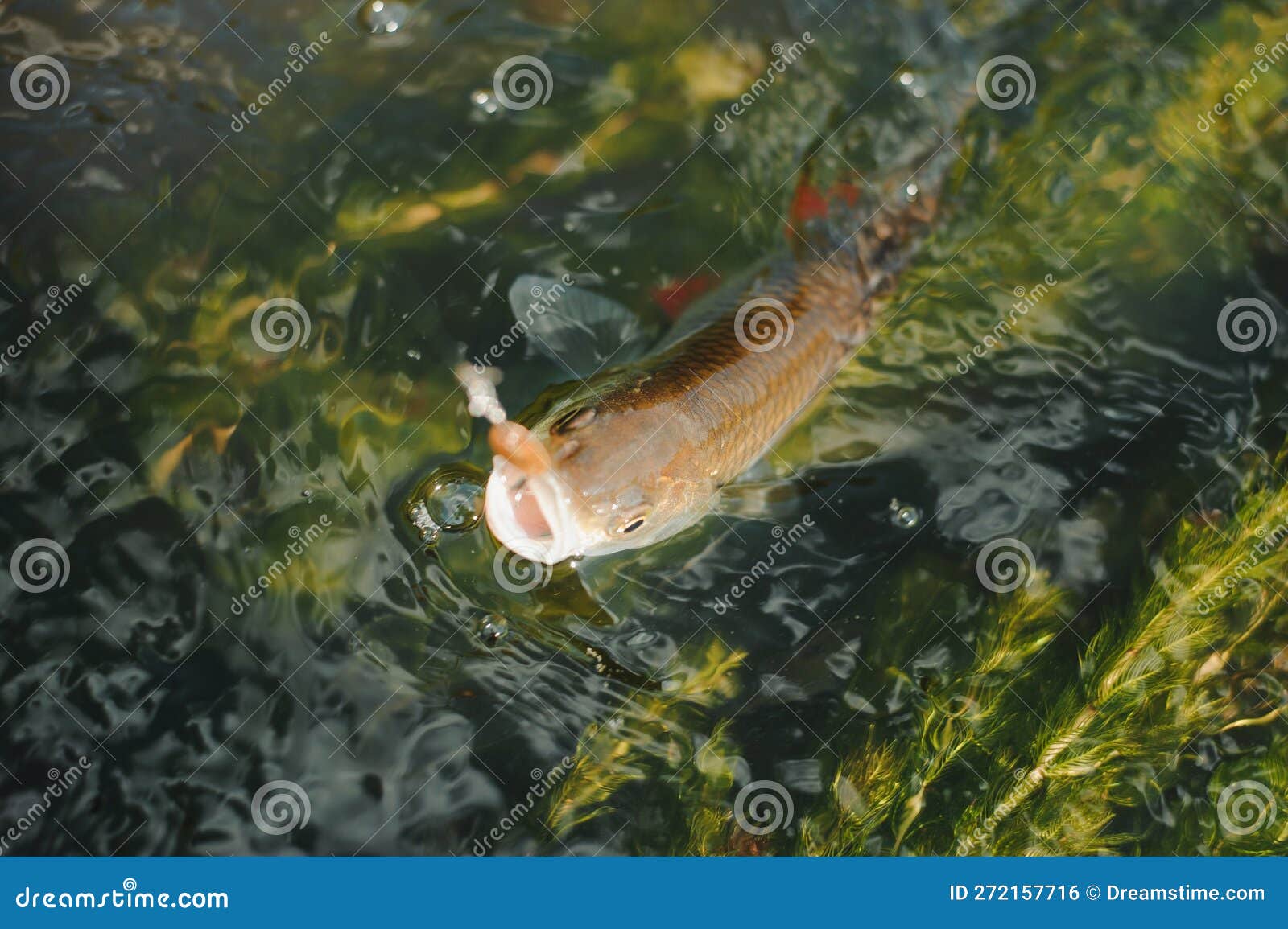 Fisherman, Fish on a Hook in the Water Stock Photo - Image of active ...