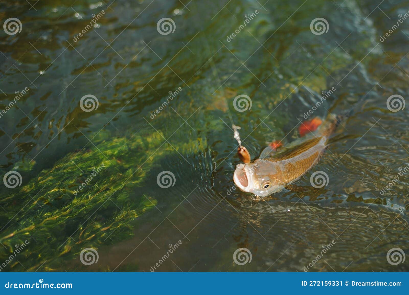 Fisherman, Fish on a Hook in the Water Stock Image - Image of fishing ...