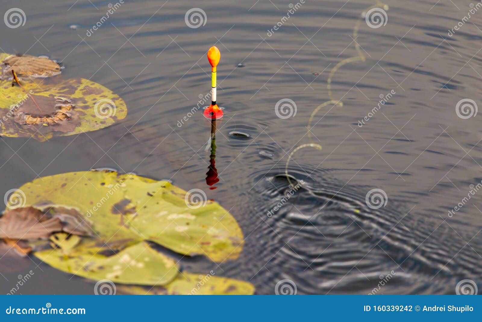 Fisherman Float on the Surface of the Water Stock Photo - Image of ...