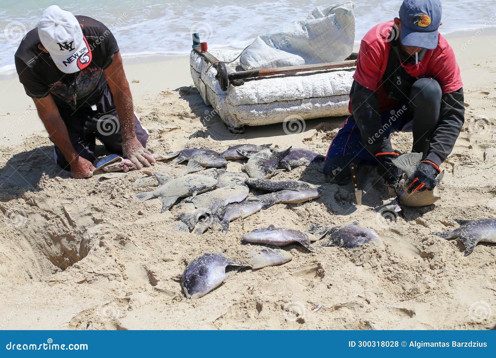 A Fisherman Guts a Freshly Caught Fish on a Cuban Beach 04 28 2022 ...