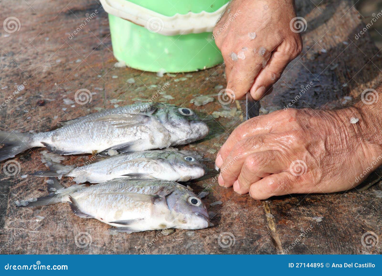Fisherman gutting fish stock image. Image of person, vegetation - 27144895