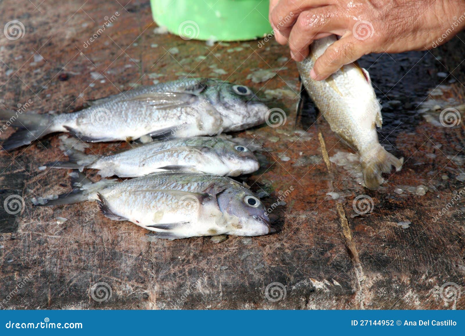 Fisherman gutting fish stock photo. Image of protection - 27144952