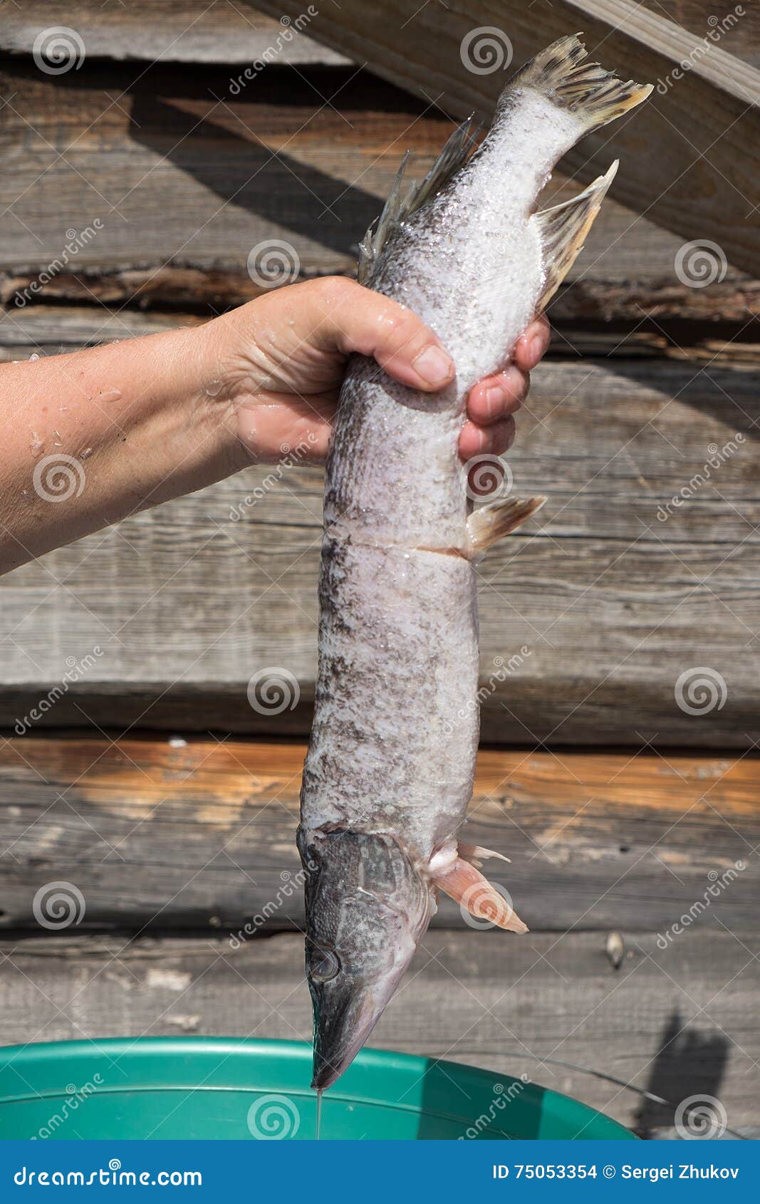 Fisherman Hand Holding a Pike Stock Photo - Image of activity, close ...