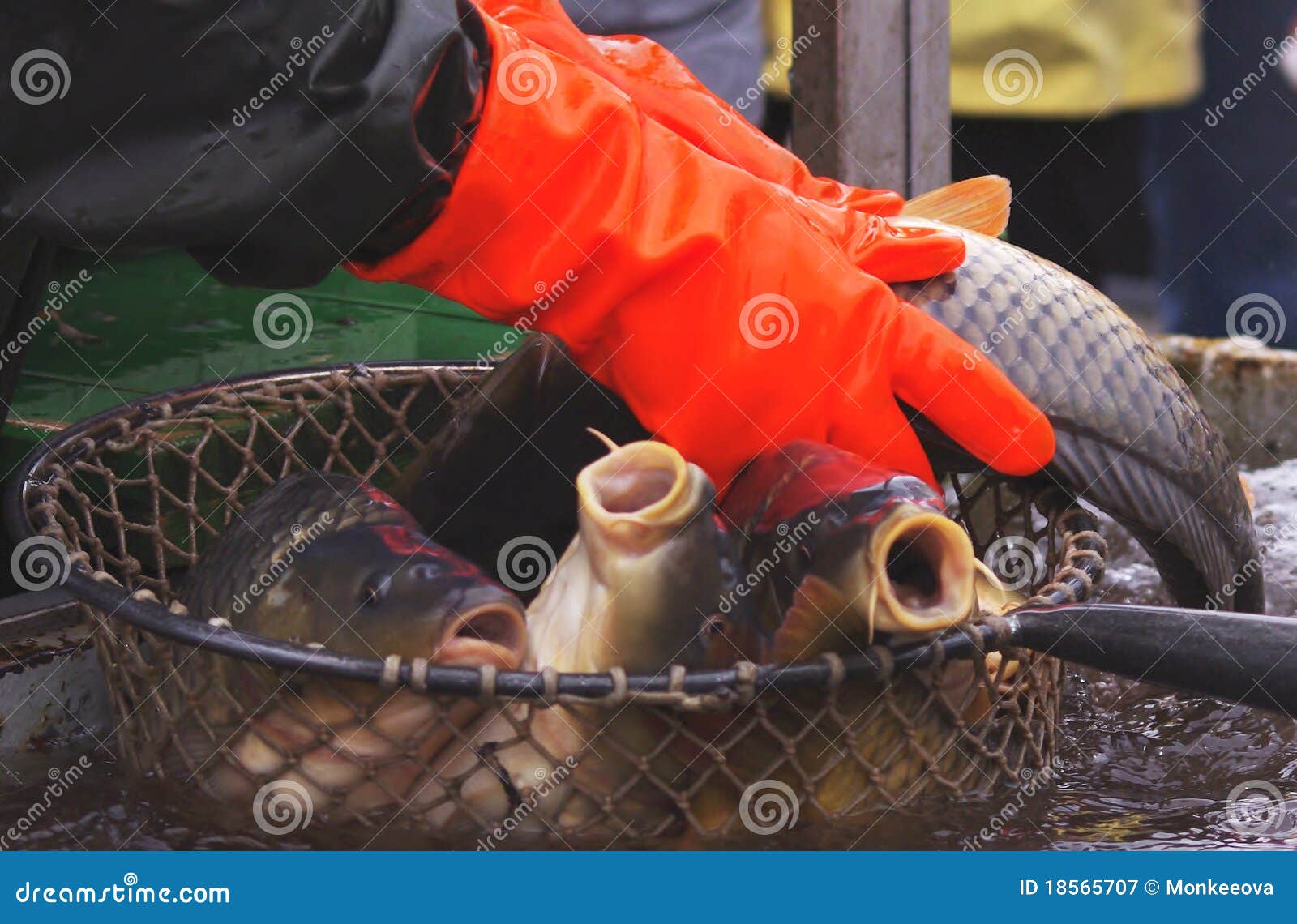 Fisherman hands stock image. Image of scales, landing - 18565707