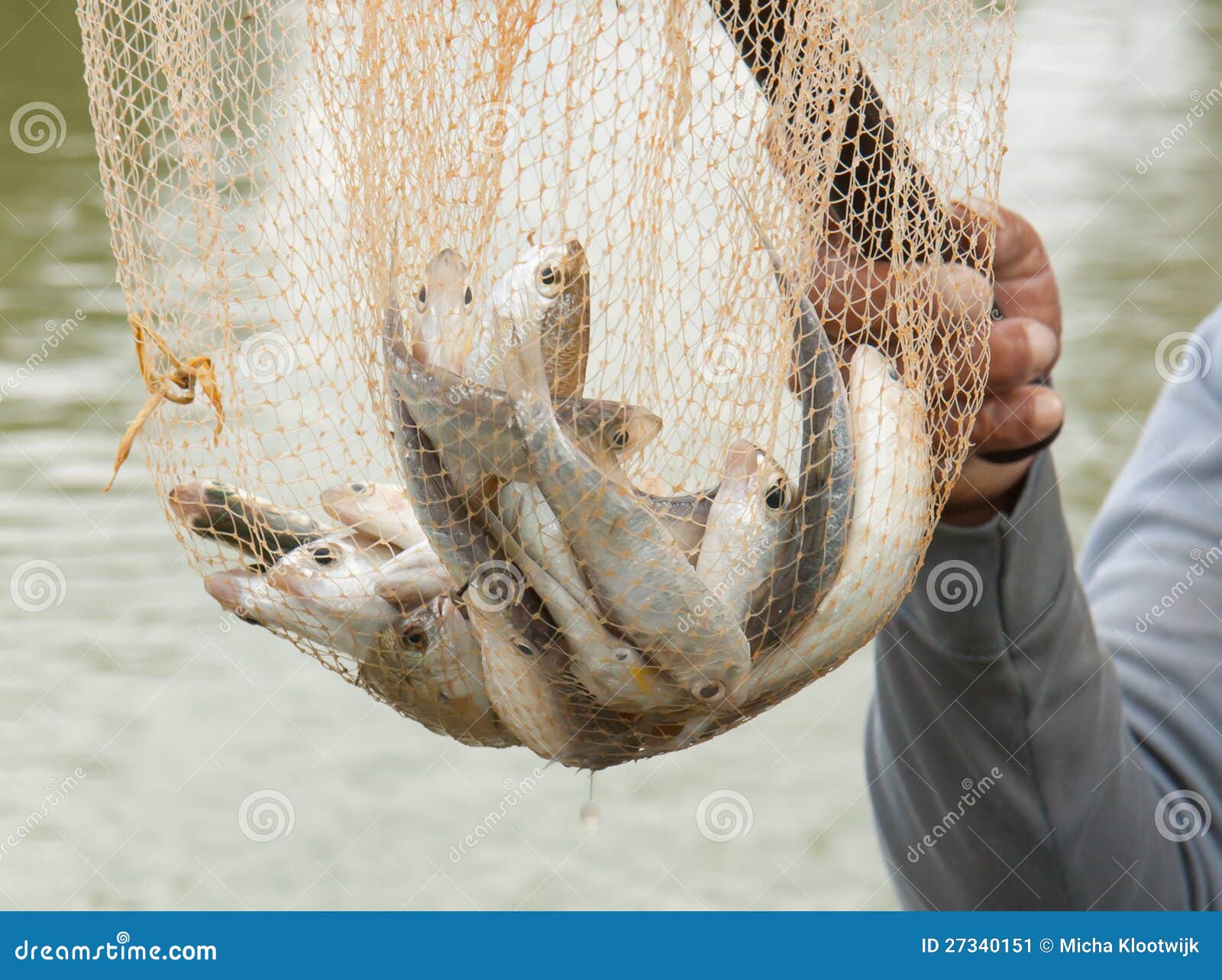 Fisherman Hold a Net with Several Small Fish in it Stock Image - Image ...