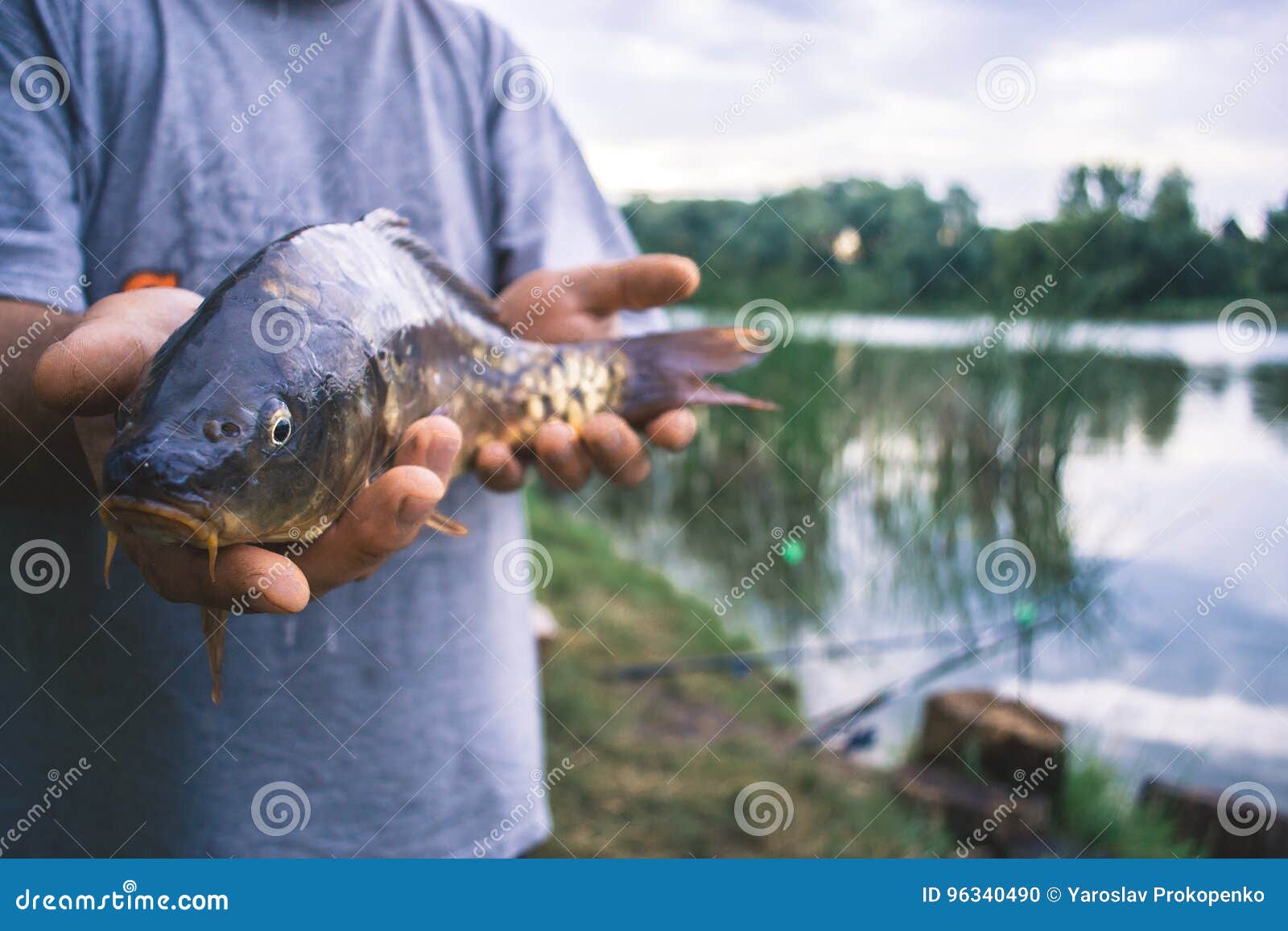 The Fisherman is Holding a Catch - a Large Carp. Stock Photo - Image of ...