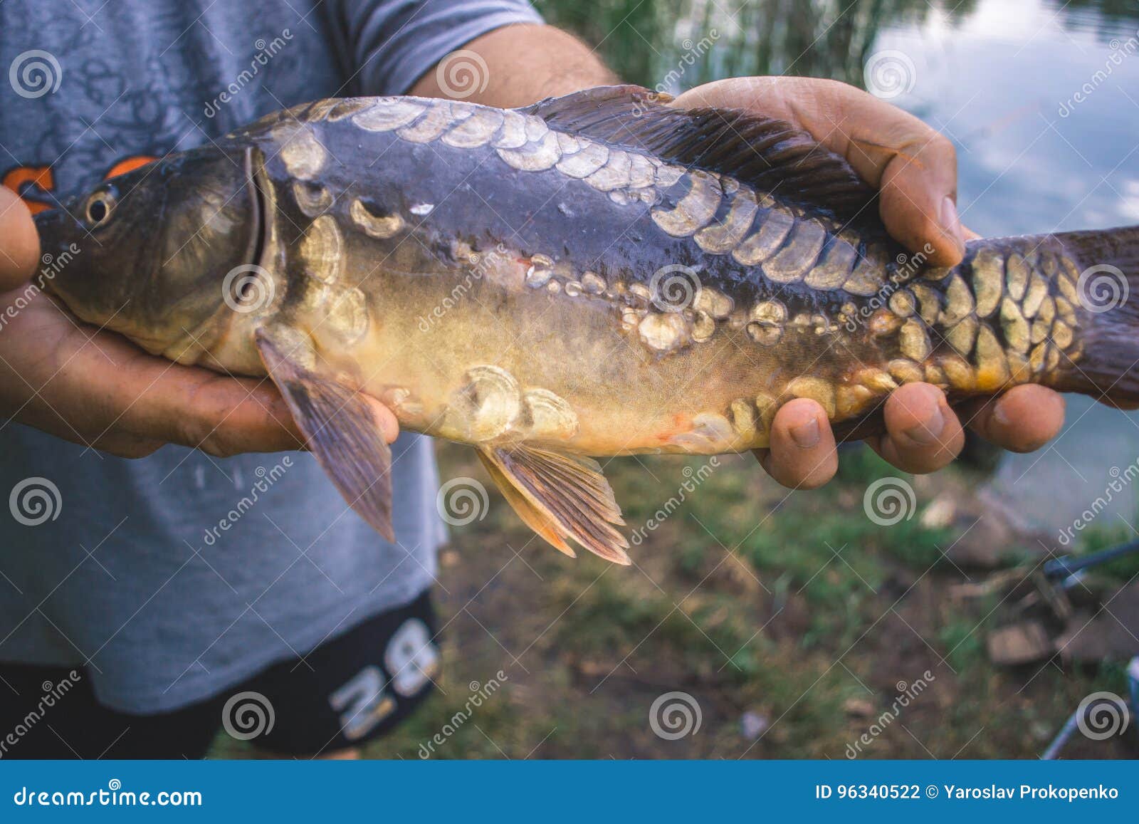 The Fisherman is Holding a Catch - a Large Carp. Stock Photo - Image of ...