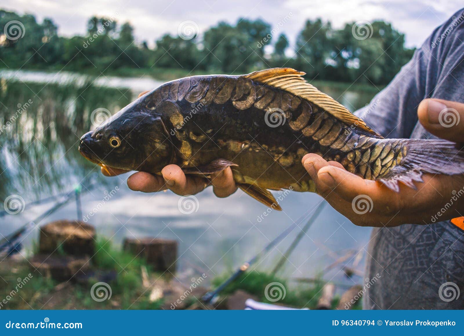 The Fisherman is Holding a Catch - a Large Carp. Stock Photo - Image of ...