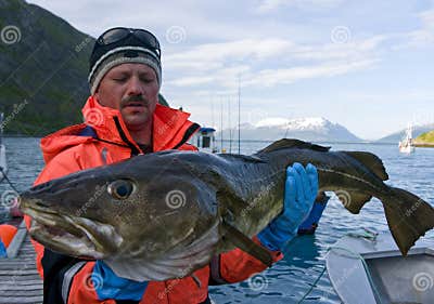 Fisherman holding Cod stock image. Image of hobby, norway - 10117805