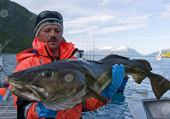 Fisherman holding Cod stock image. Image of hobby, norway - 10117805