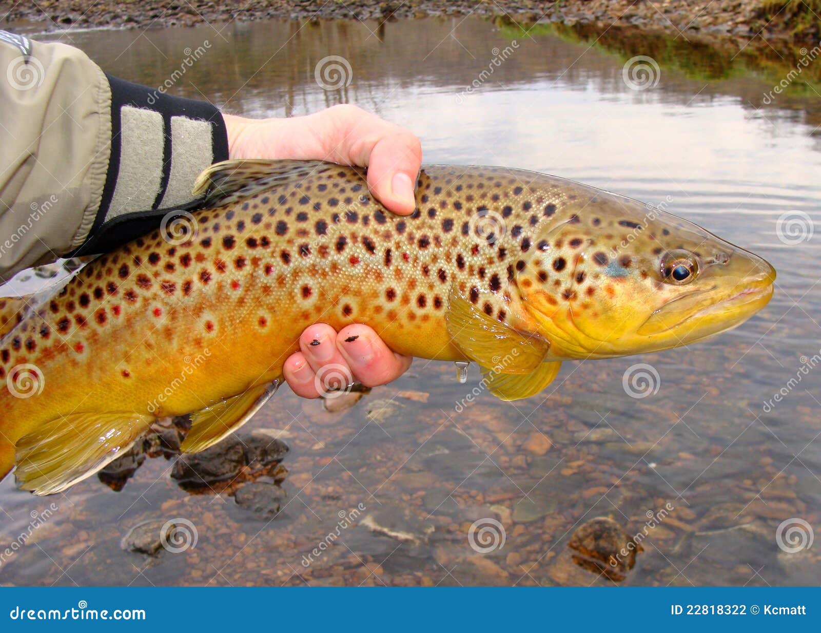 Fisherman holding fish stock photo. Image of rainbow - 22818322
