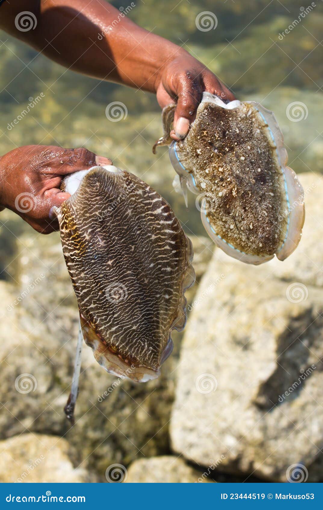 Fisherman holding squids stock image. Image of squid - 23444519