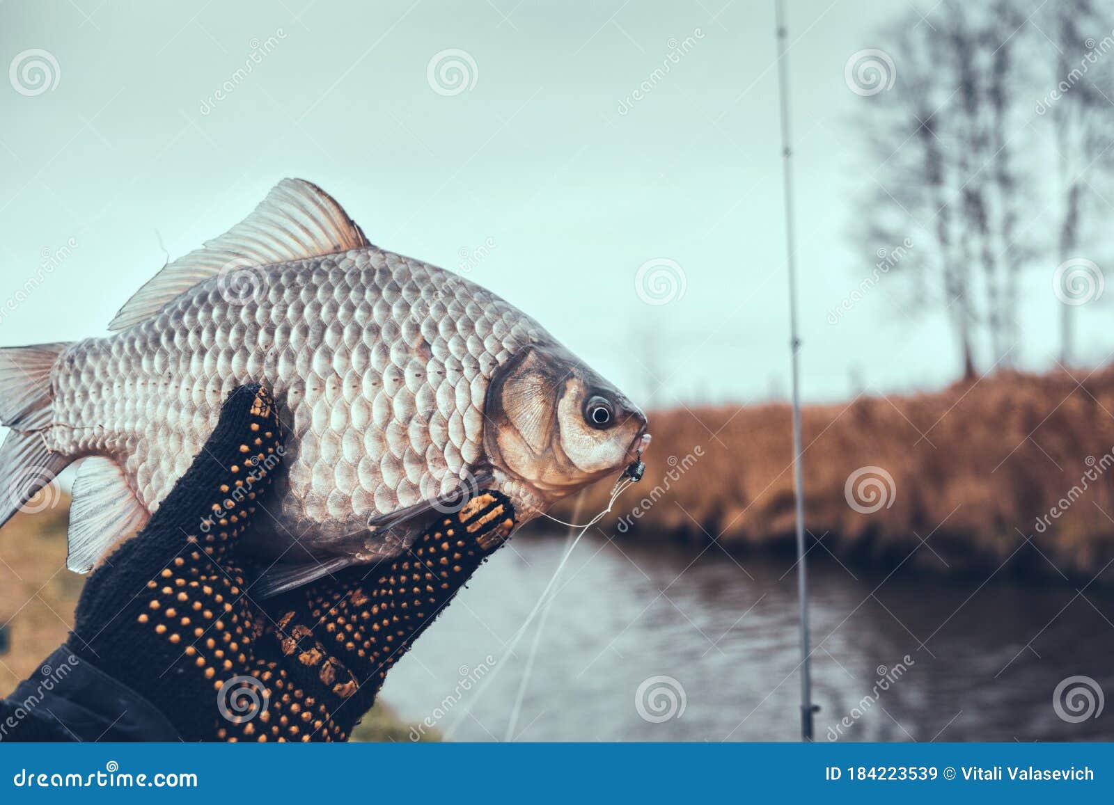 Fisherman Holds a Fish in His Hand Stock Image - Image of beautiful ...