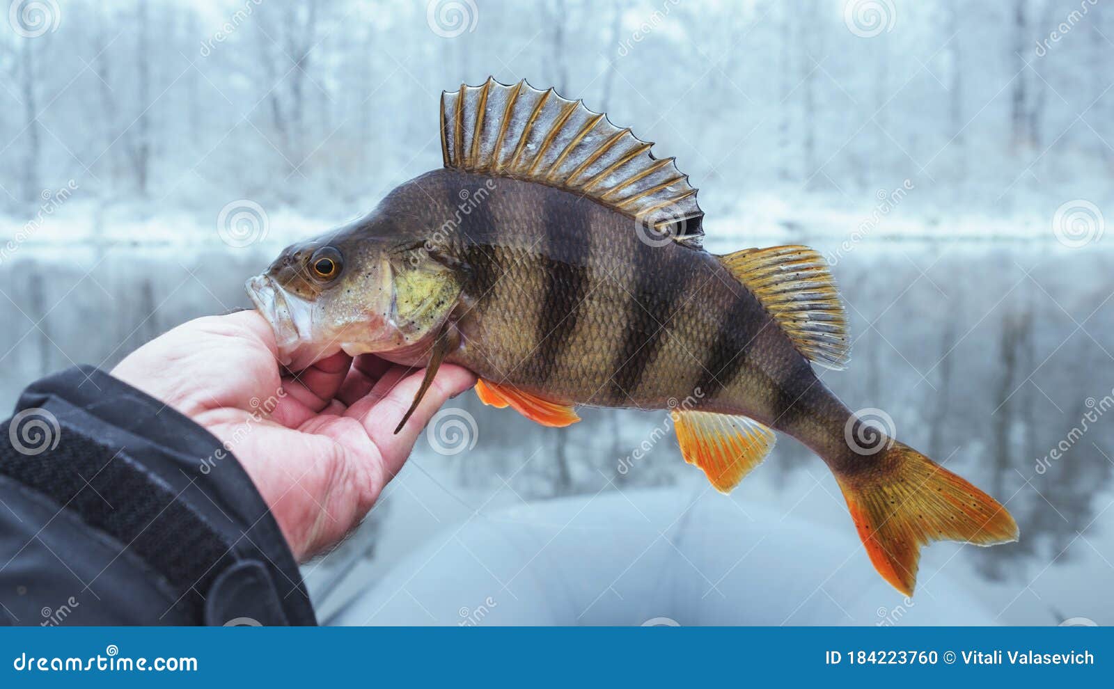 Fisherman Holds a Fish in His Hand Stock Photo - Image of beautiful ...