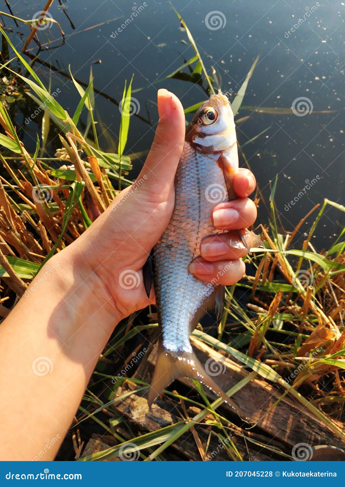 The Fisherman Holds in His Hand a Fish that Has Just Been Pulled Out of ...