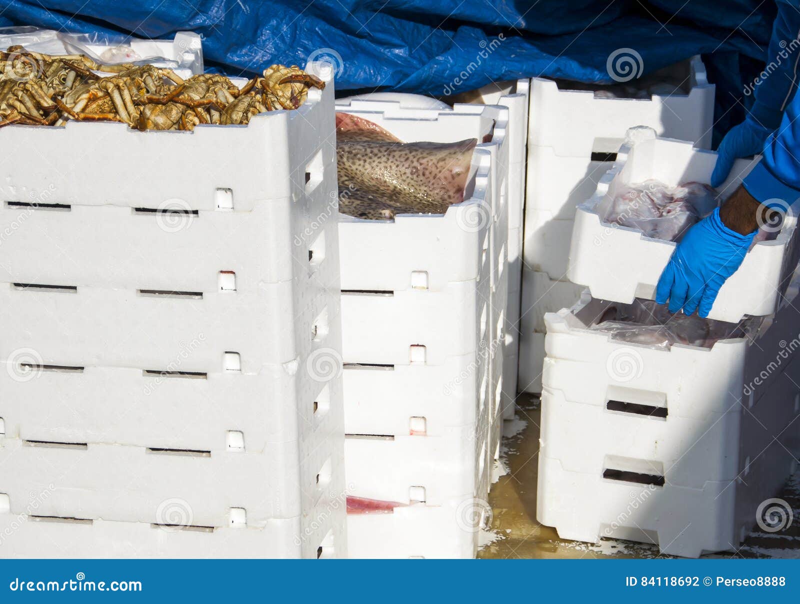 Fisherman Making Stack of Crates Full of Freshly Caught Fish Stock ...