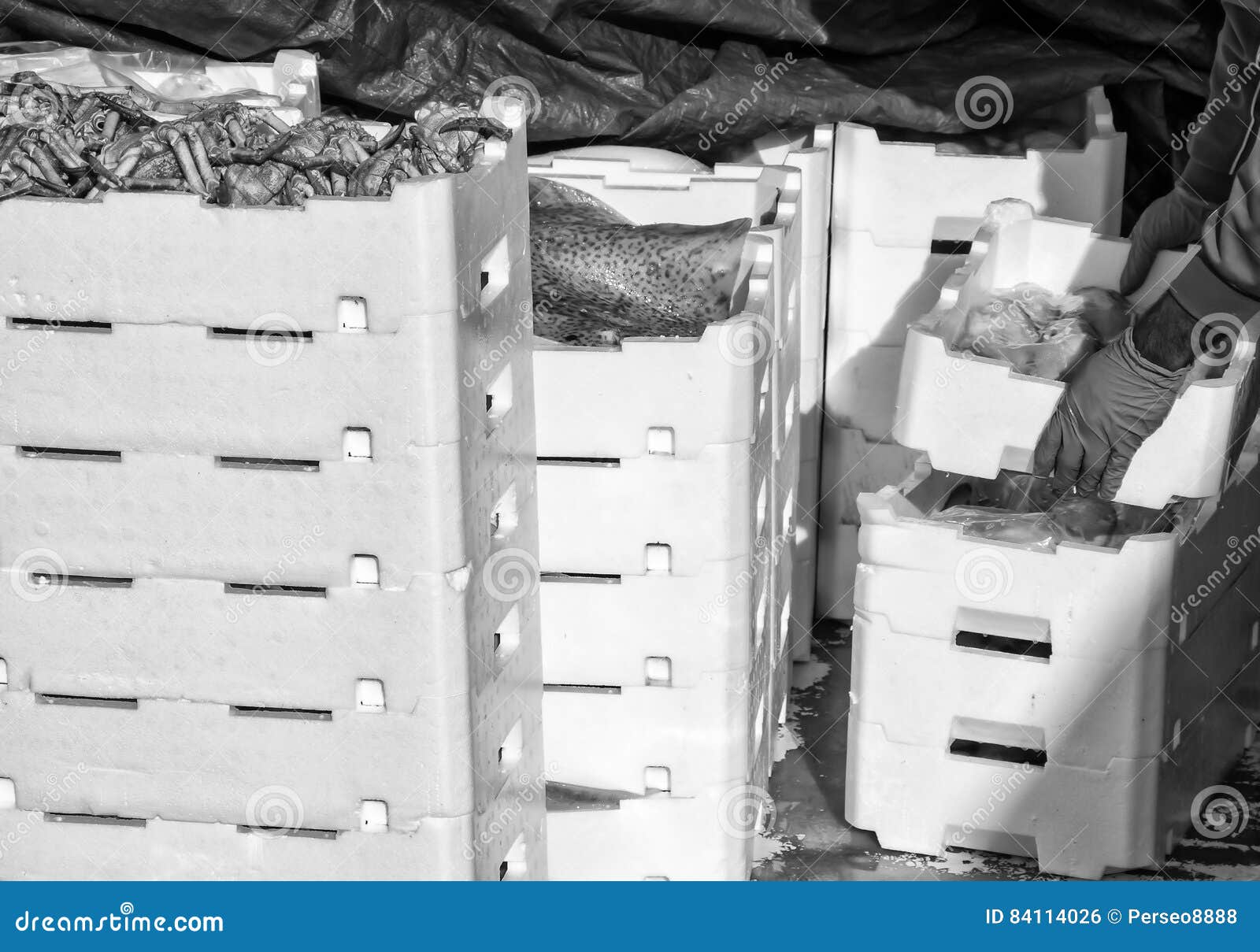 Fisherman Making Stack of Crates Full of Freshly Caught Fish. Stock ...