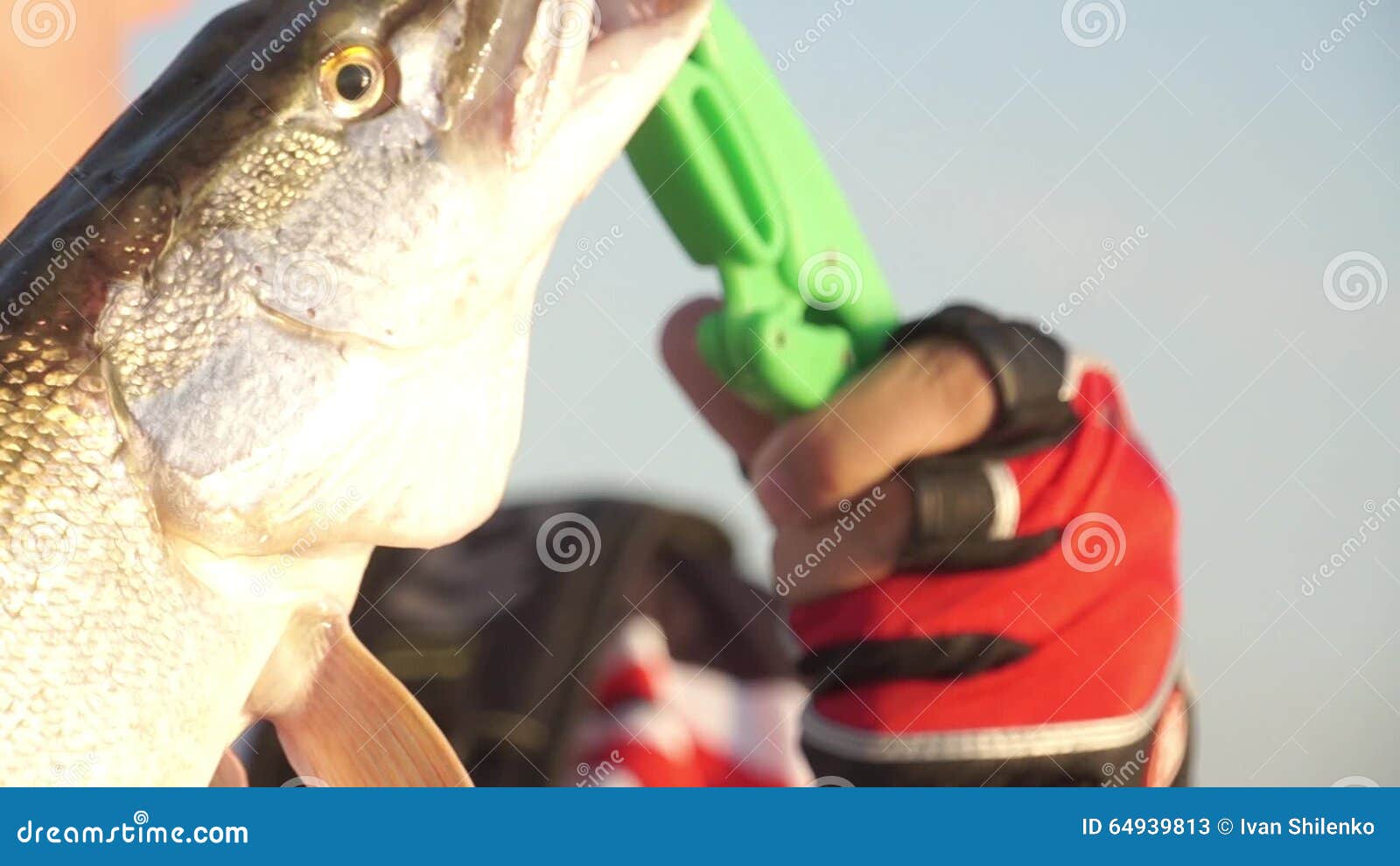 Fisherman Man Holding a Big Fish Pike. Stock Video - Video of asian ...