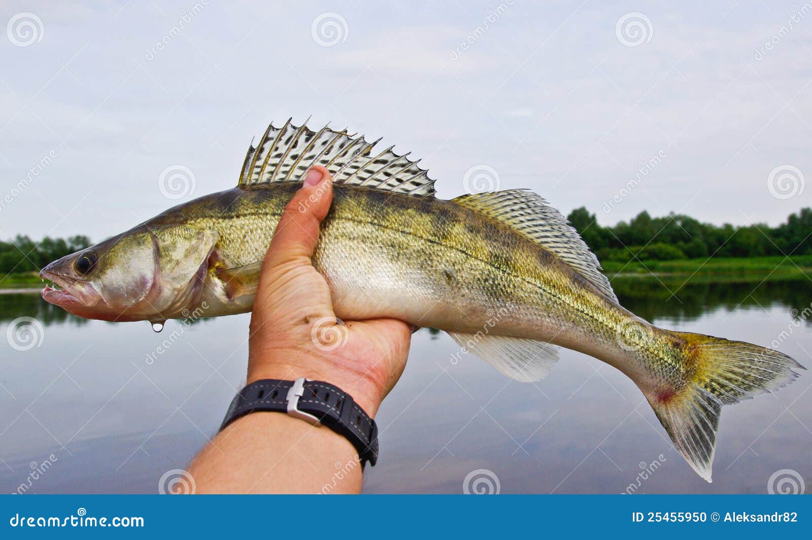 Fisherman with perch fish stock photo. Image of sport - 25455950