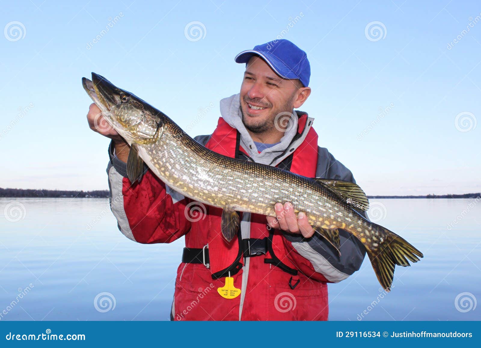 The Northern Pike Esox Lucius, Known As A Pike Or Pickerel,a Small Pike ...