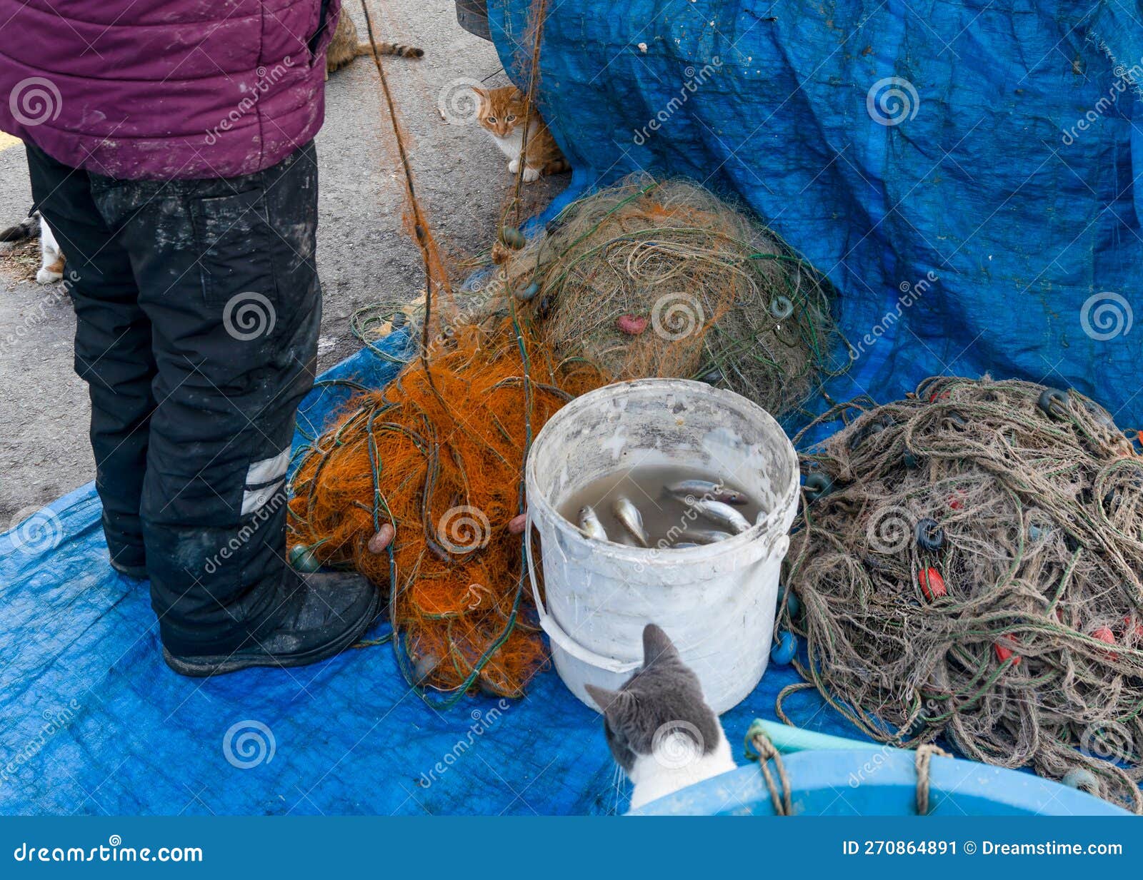 The Fisherman is Pulling Fish Out of the Net and the Cats are Asking ...