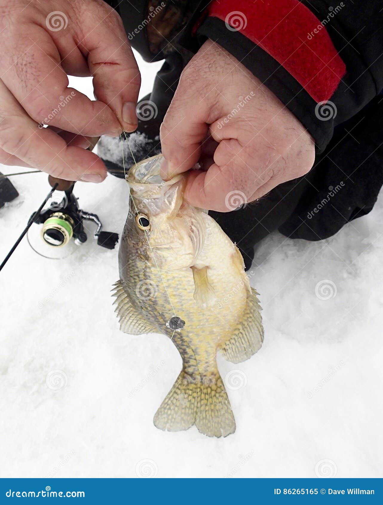 Fisherman Pulling the Hook from a Crappie Stock Image - Image of ...
