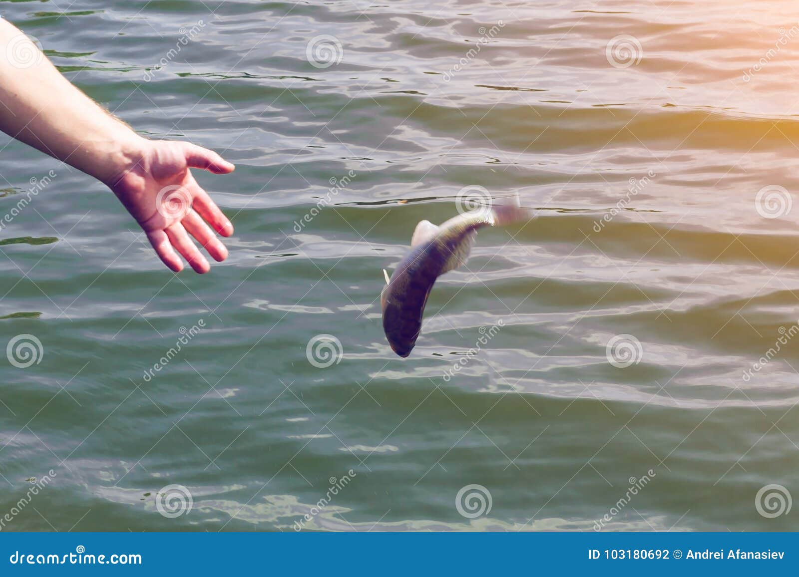 The Fisherman Returns the Fish To the Water Stock Photo - Image of ...