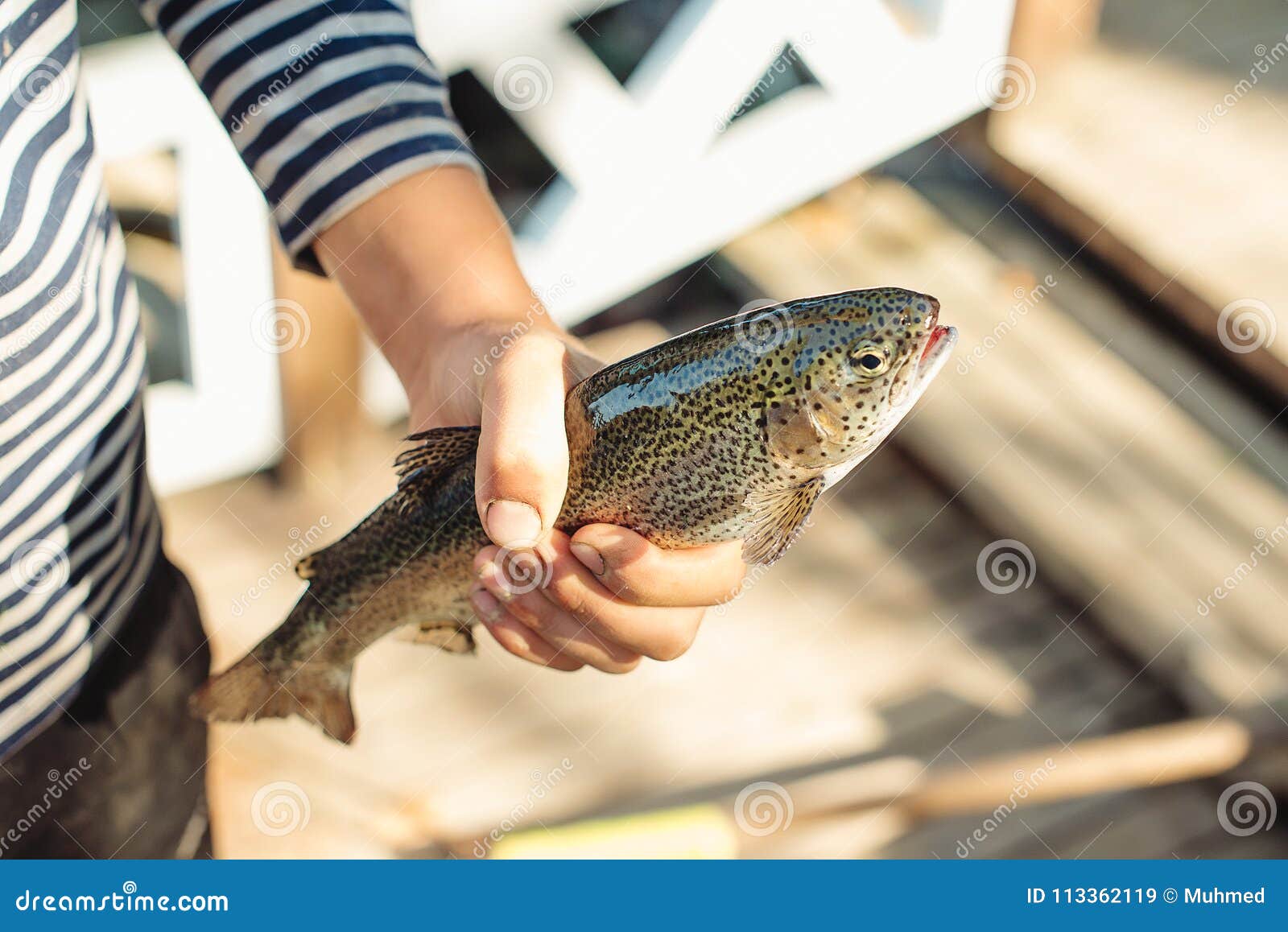 A Fisherman`s Hands Holding Trout. Stock Image - Image of leisure ...