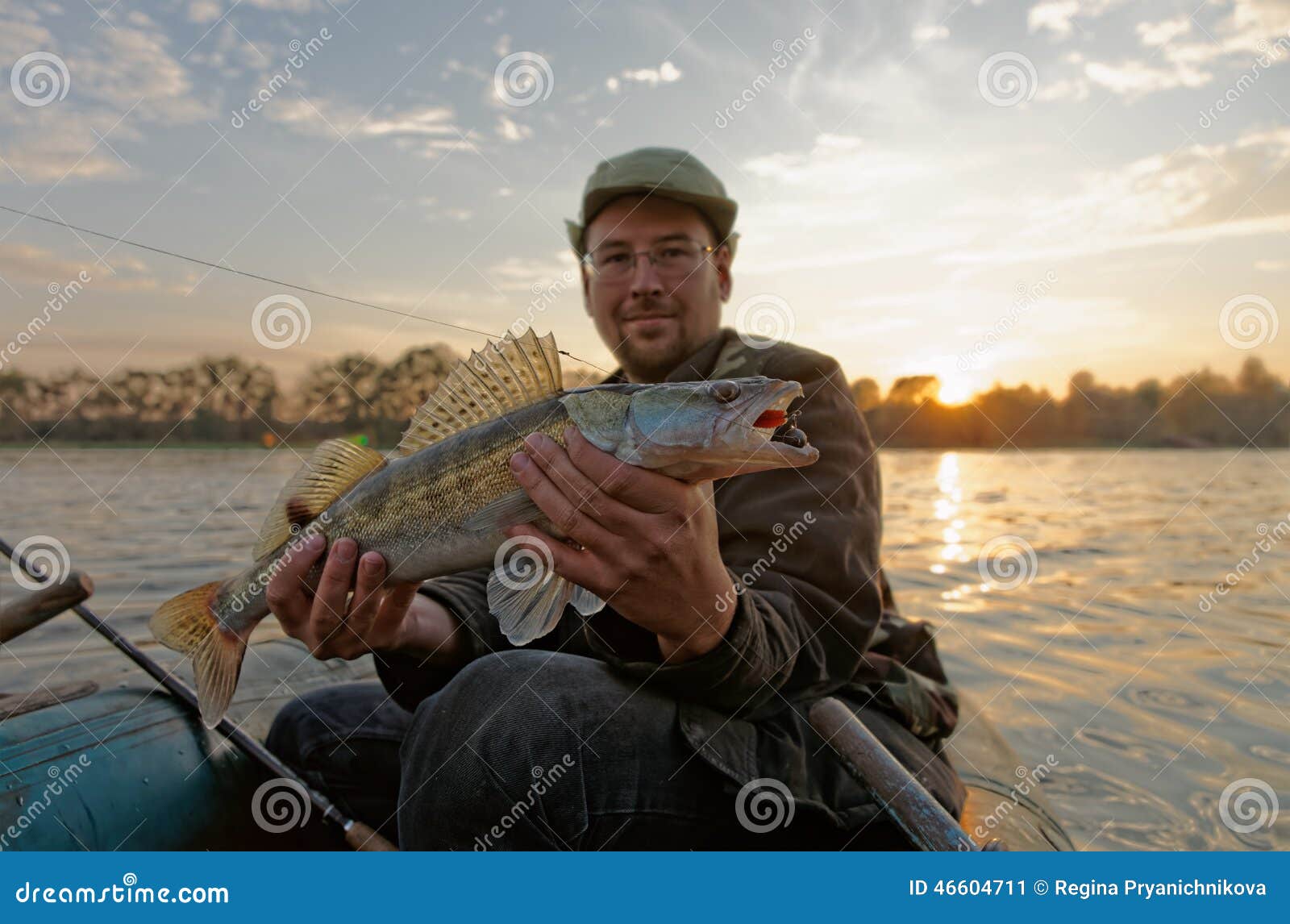 Fisherman is Showing a Walleye Stock Image - Image of nature, angling ...
