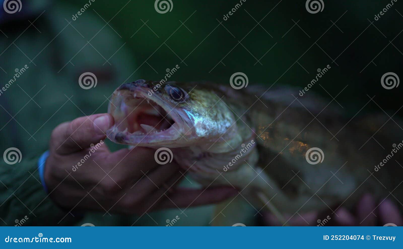 The Fisherman Shows the Caught Zander Fish To the Camera Stock Footage ...