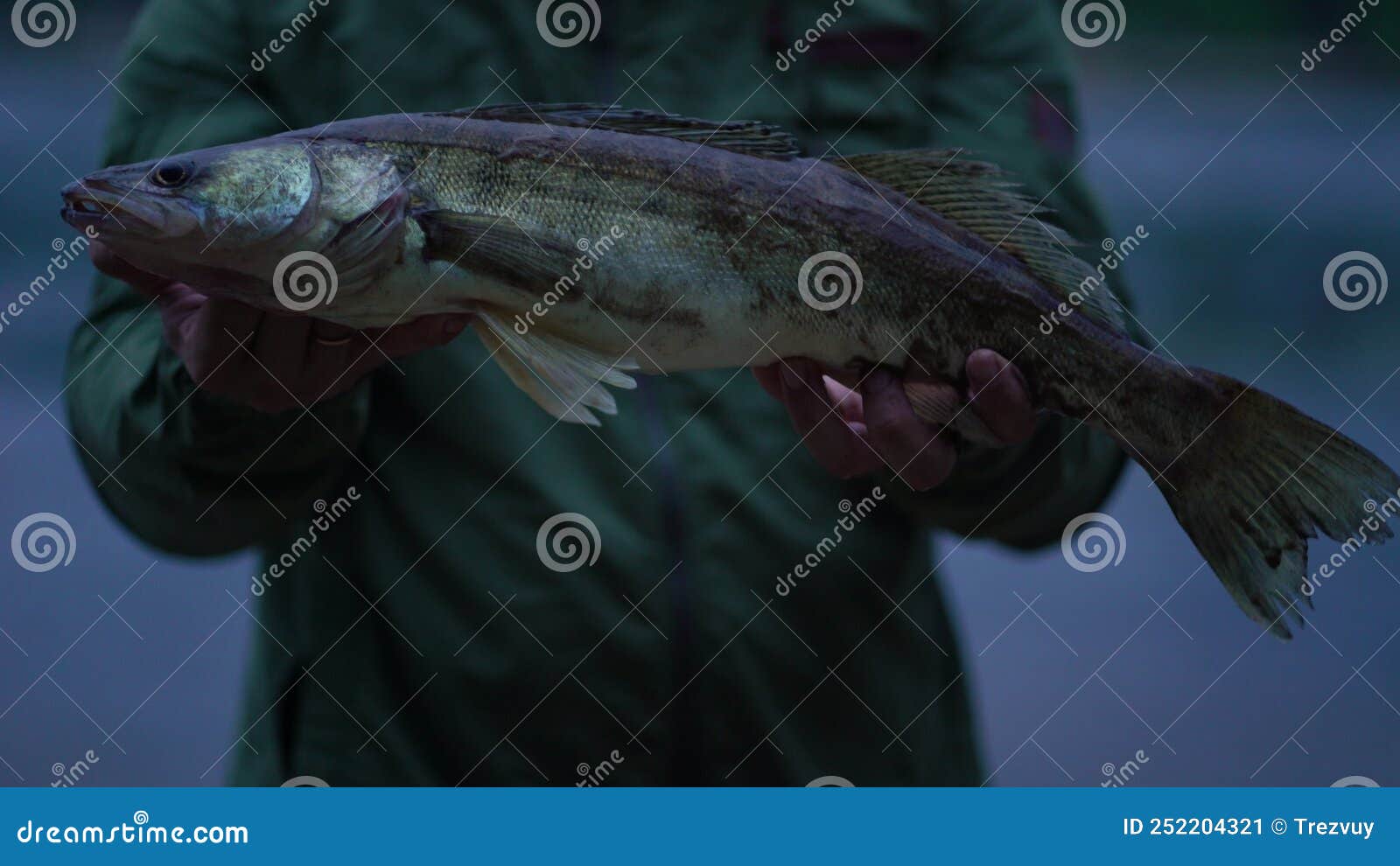 The Fisherman Shows the Caught Zander Fish To the Camera Stock Video ...