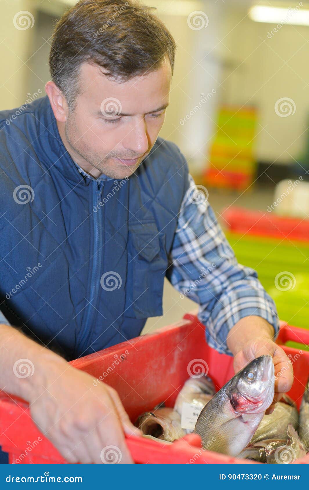 Fisherman Sorting through Crate Fish Stock Photo - Image of fishmonger ...