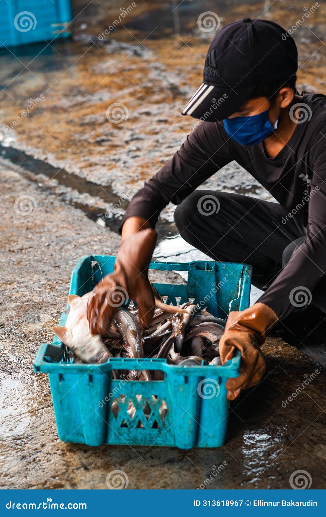 Fisherman Sorting Out the Fish Catch in the Containers Editorial ...