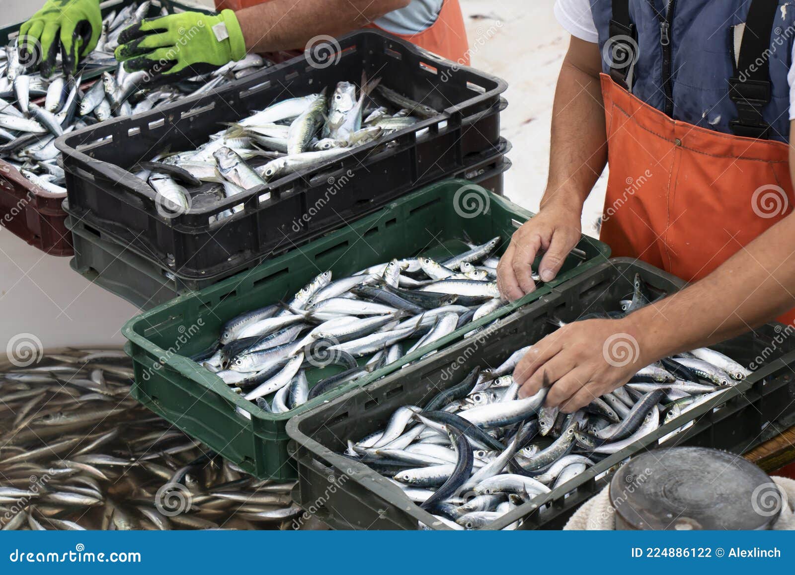 Fisherman Sorting Out the Fish Catch Editorial Photography - Image of ...