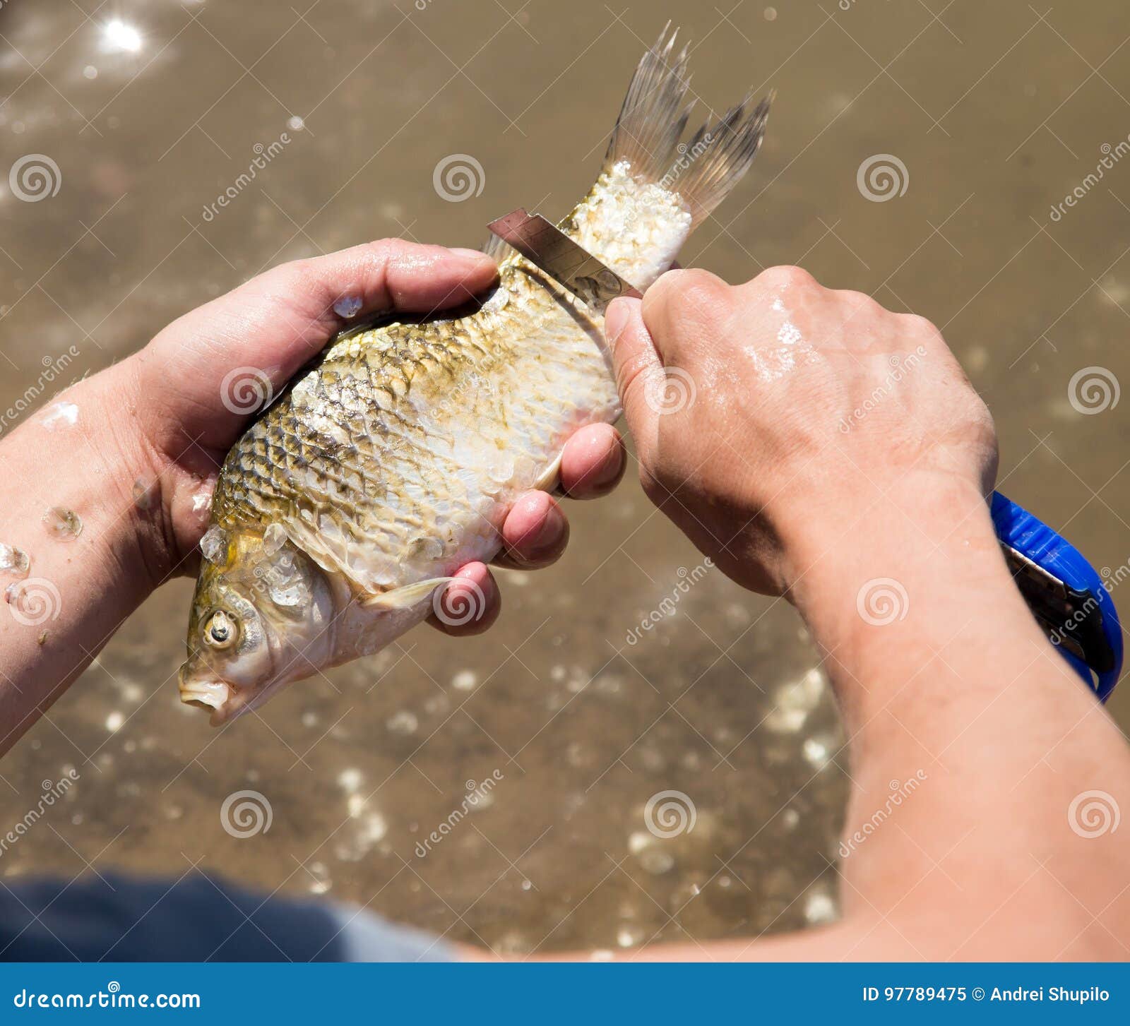 Fisherman To Clean a Fish with a Knife on the River Stock Image - Image ...
