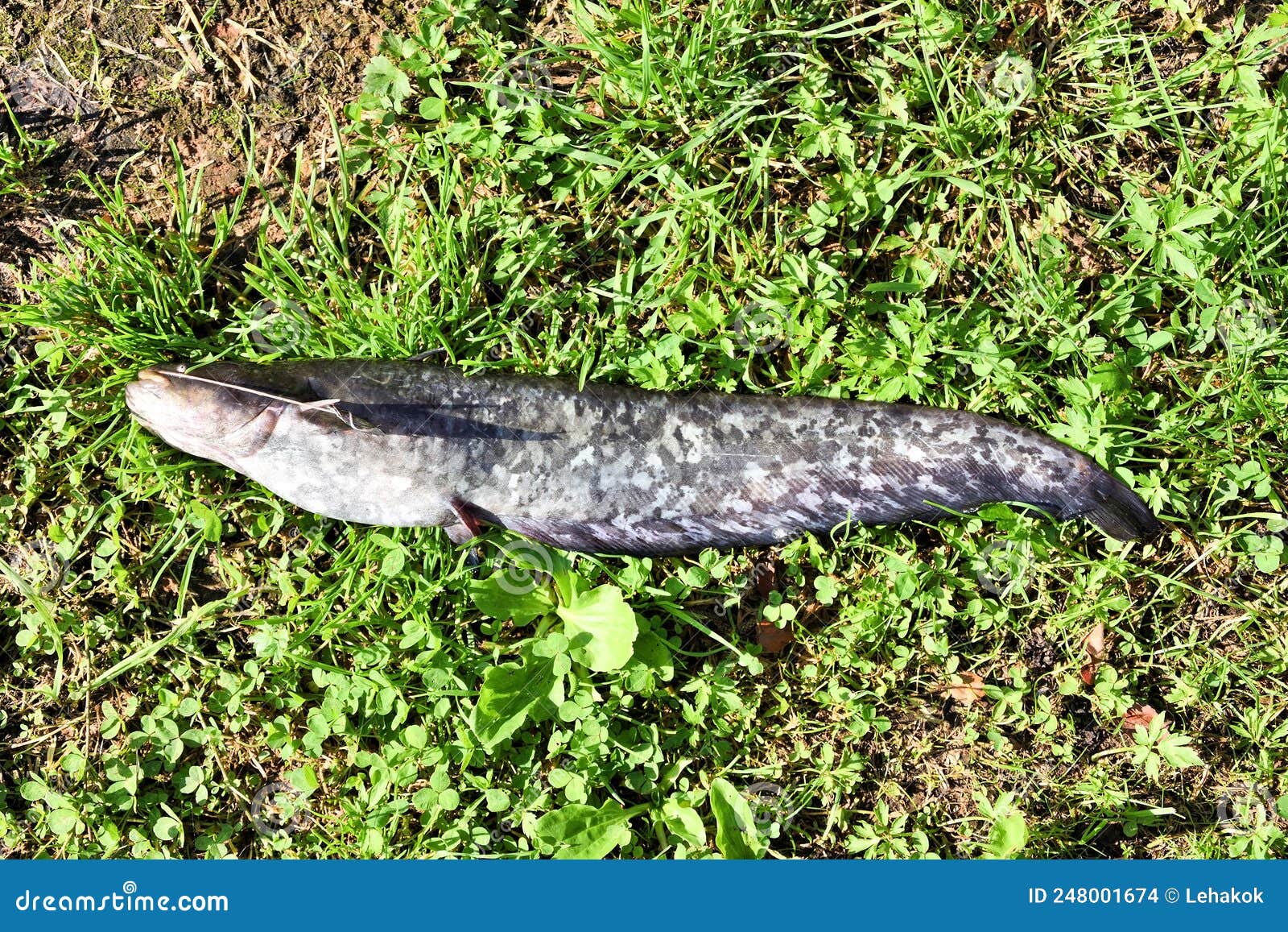 Fisherman Trophy- Freshwater Catfish on the Grass Stock Photo - Image ...