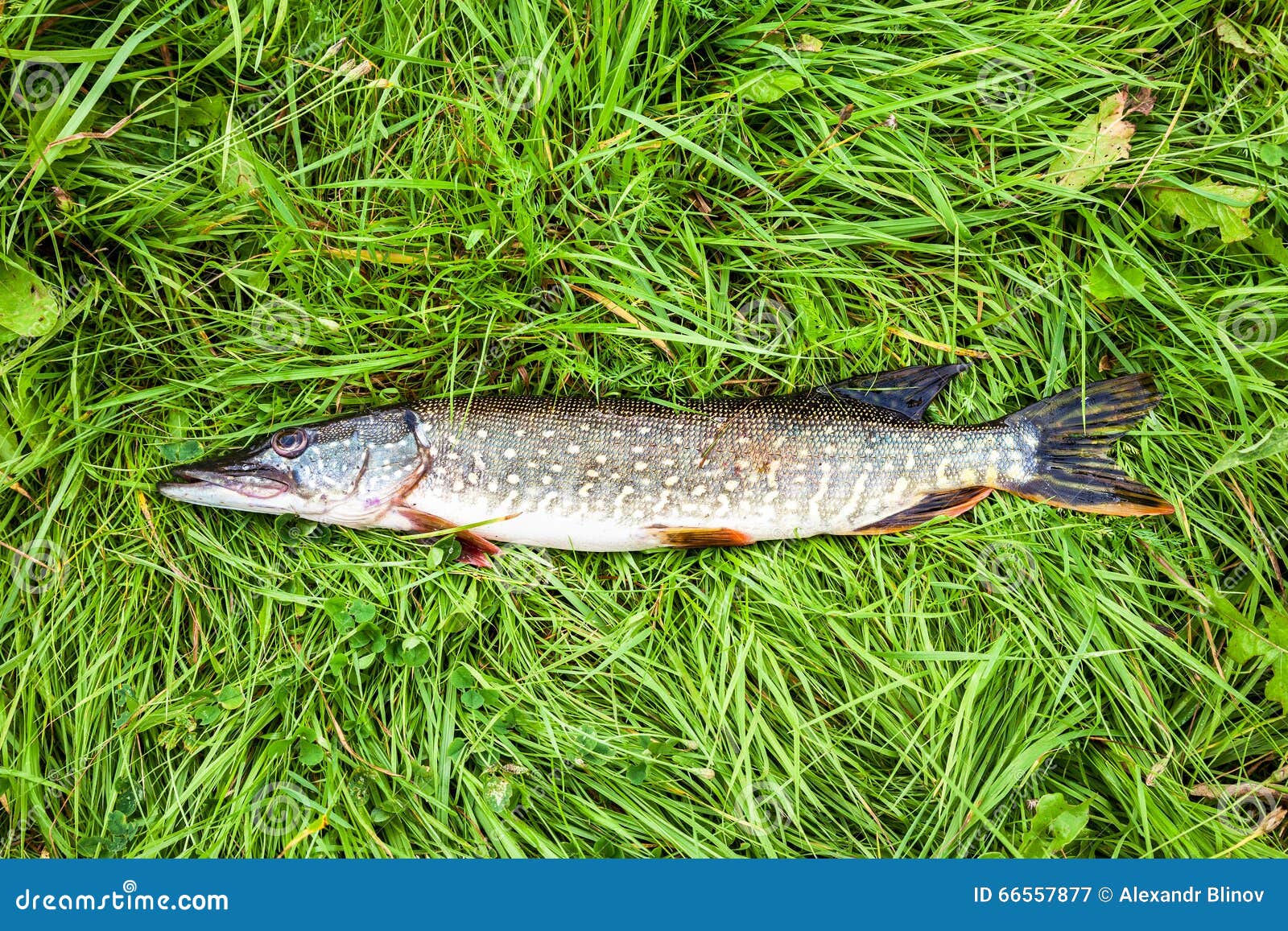 Fisherman Trophy. Freshwater Fish Pike Lying on the Grass Stock Image ...