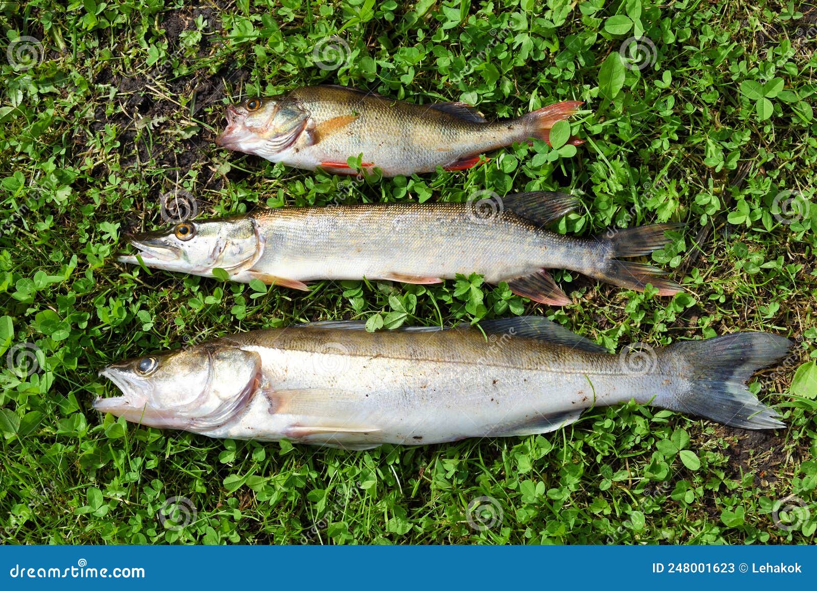 Zander Or Pike-perch, Sander Lucioperca, Juvenile Fish Of A Common ...